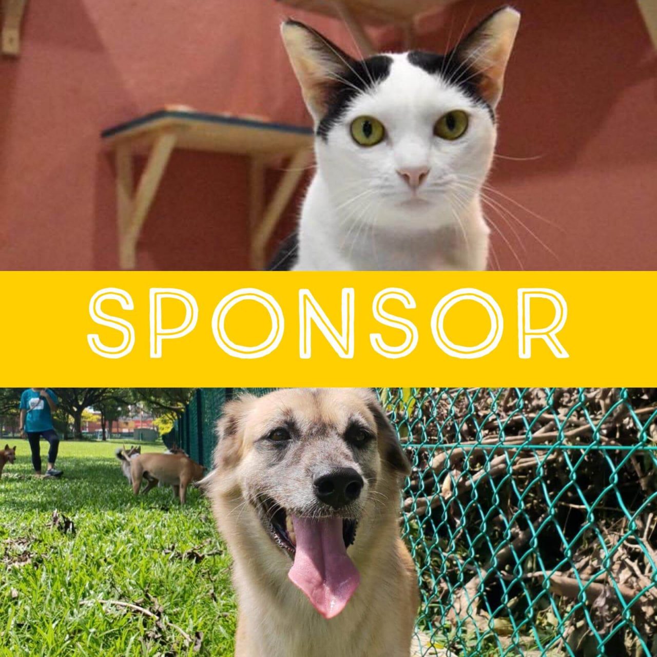 Adoption – Adopt Or Sponser A Rescued Dog Or Cat